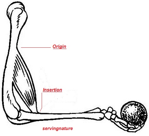 Healthy Body-Healthy Mind: What is Basic Anatomy?