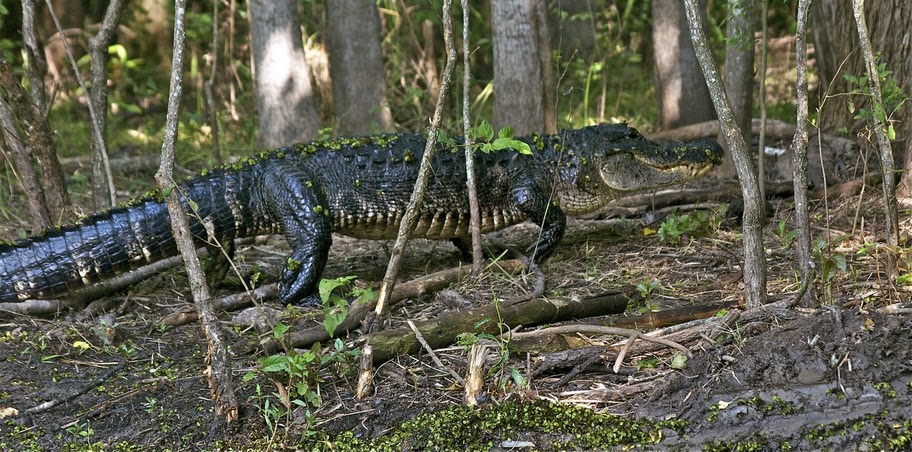 Louisiana Swamp Tours: Louisiana Swamp Tour With Alligators