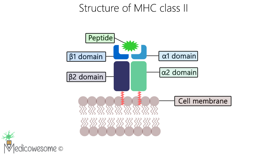 Immense Immunology Insight: Chapter 4: Major histocompatibility complex ...