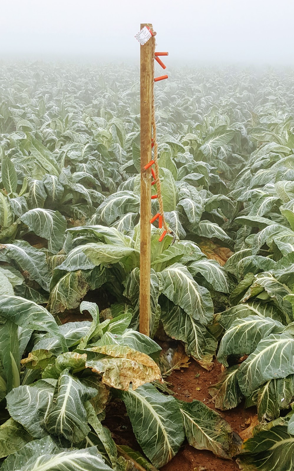 Arreton Traveller (Melvyn Pettit): Firecracker Bird Scattering pole
