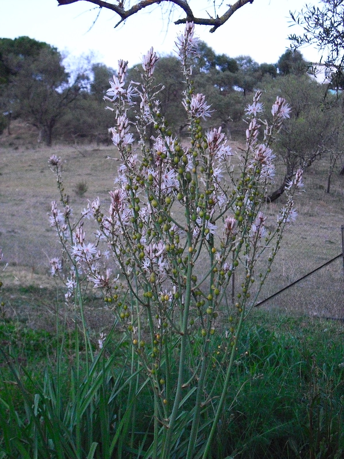 Manuel Cabello y Esperanza Izquierdo. "El blog de Ocurris". En Ubrique ...