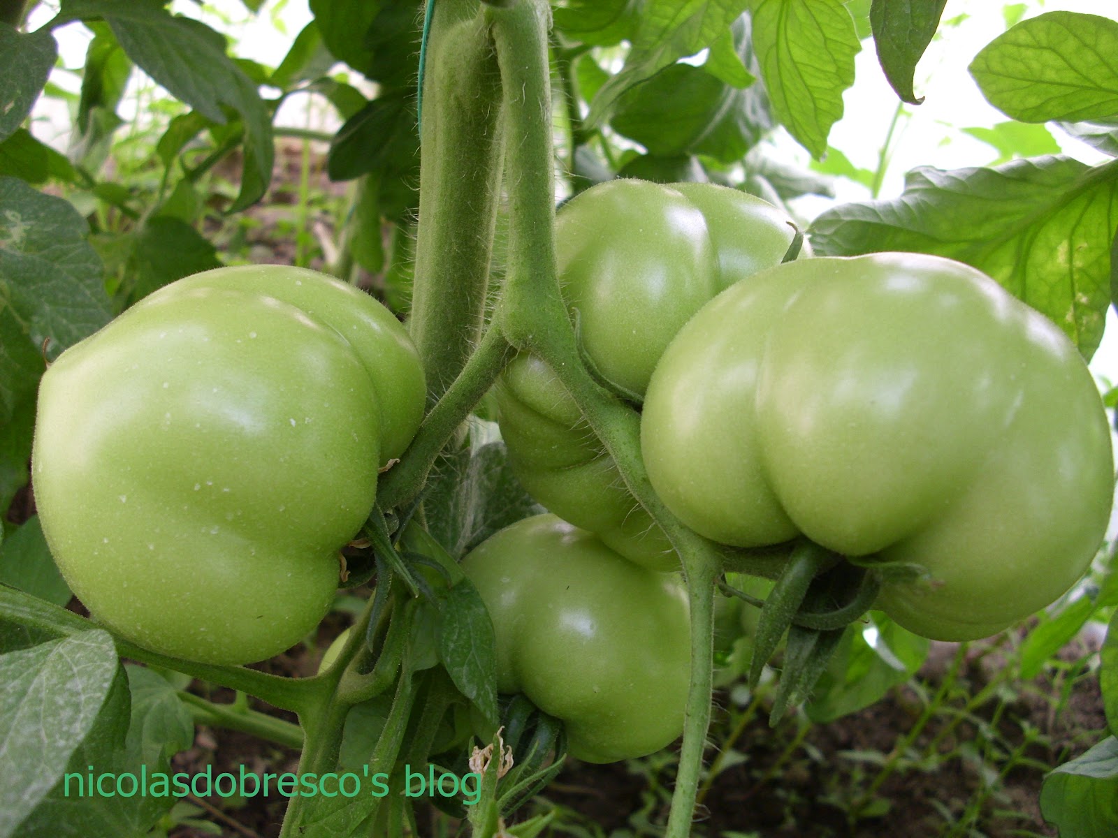 __ Nicolas _le_ jardinier __: Foto macro ... Tomate Prekos F 1 ( 6 ...