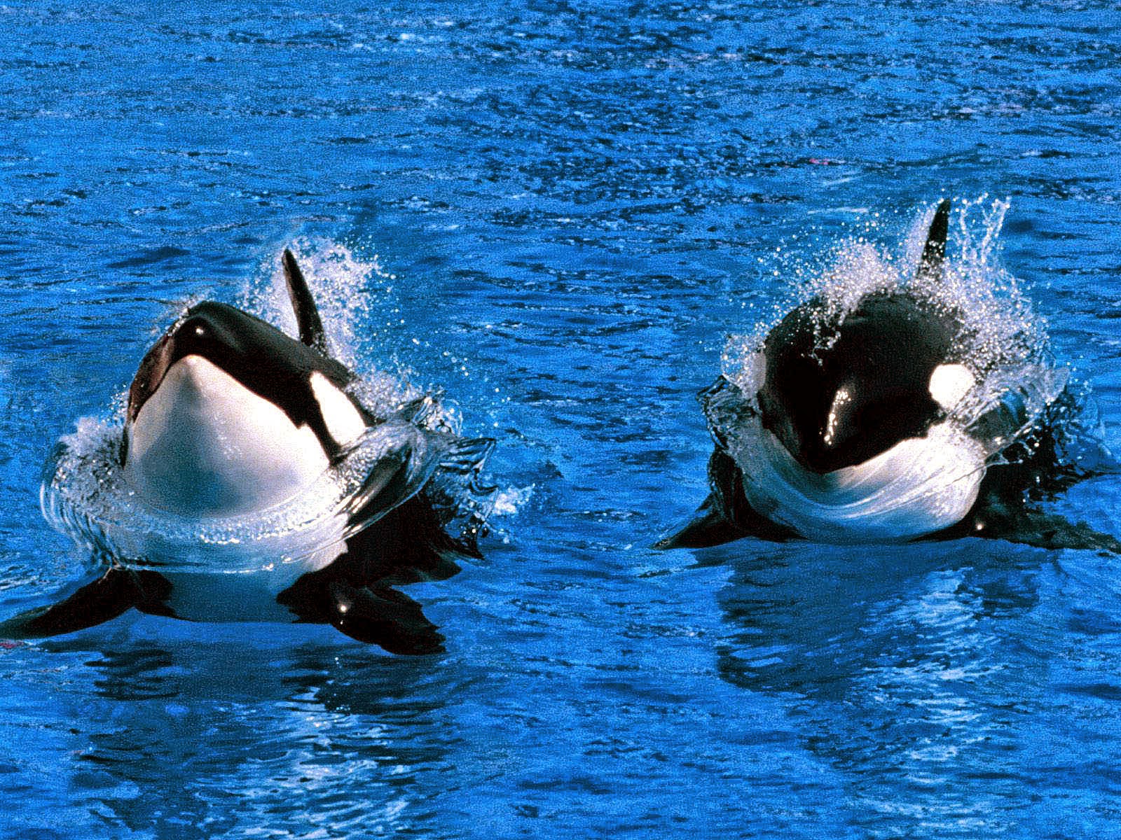Orca - HD Wallpapers | Earth Blog
