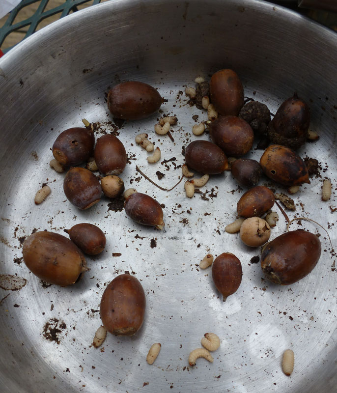 The Enchanted Tree: The problem with collecting acorns....