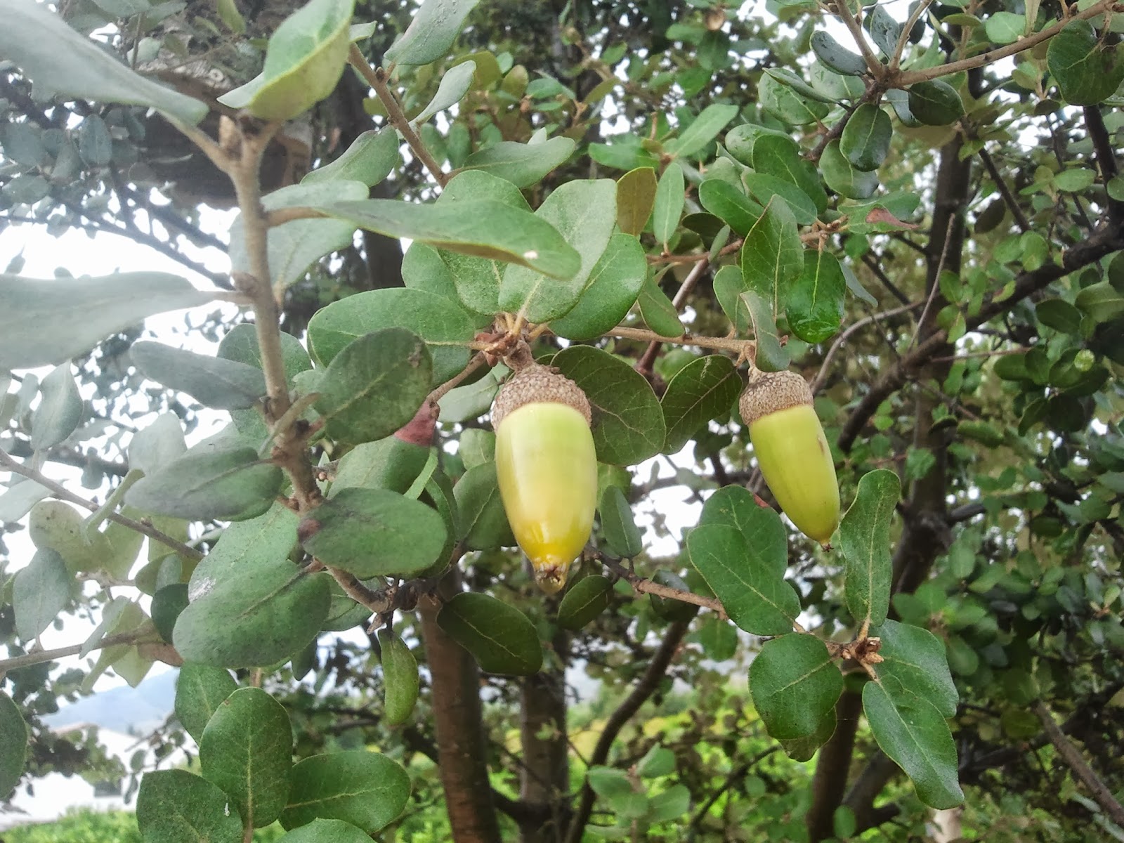 PLANTAR CIENTOS DE ARBOLES: ENCINA (Quercus Ilex)