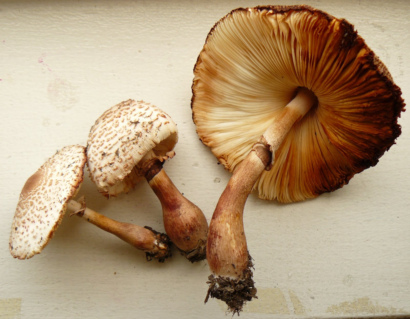 Mushroomer: Reddening Lepiota