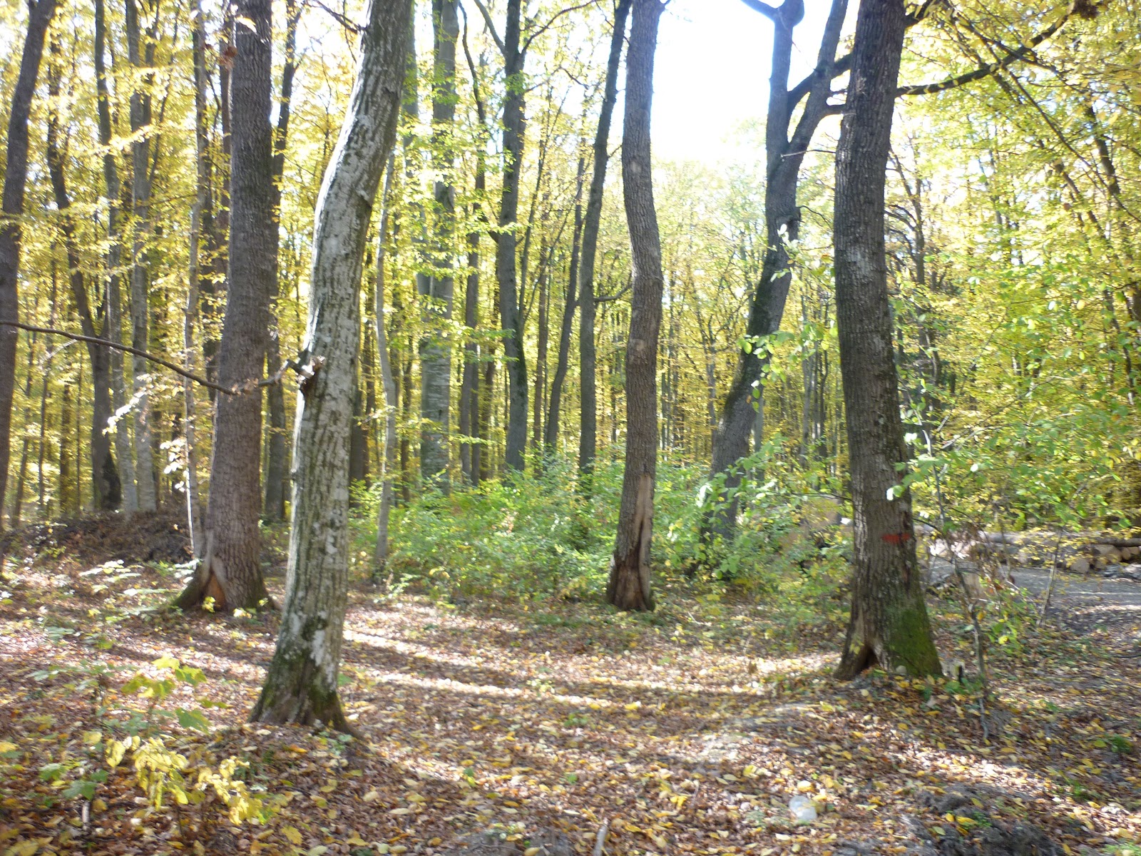 Comuna Patrauti: Padurea Prisaca