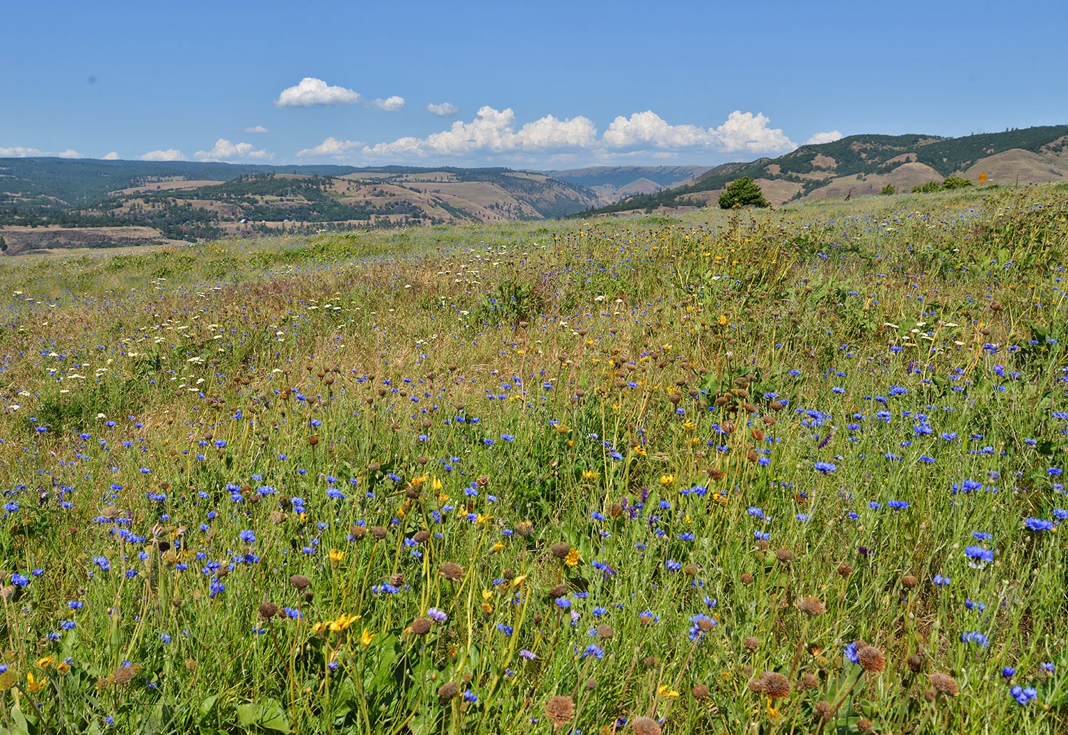 Tom McCall Nature Preserve - light-in-leaves