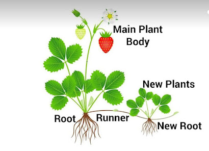 Stem: defination, functions and stem modification | study science