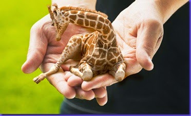 Pashudhan and Animal Science : Dwarfism in Livestock