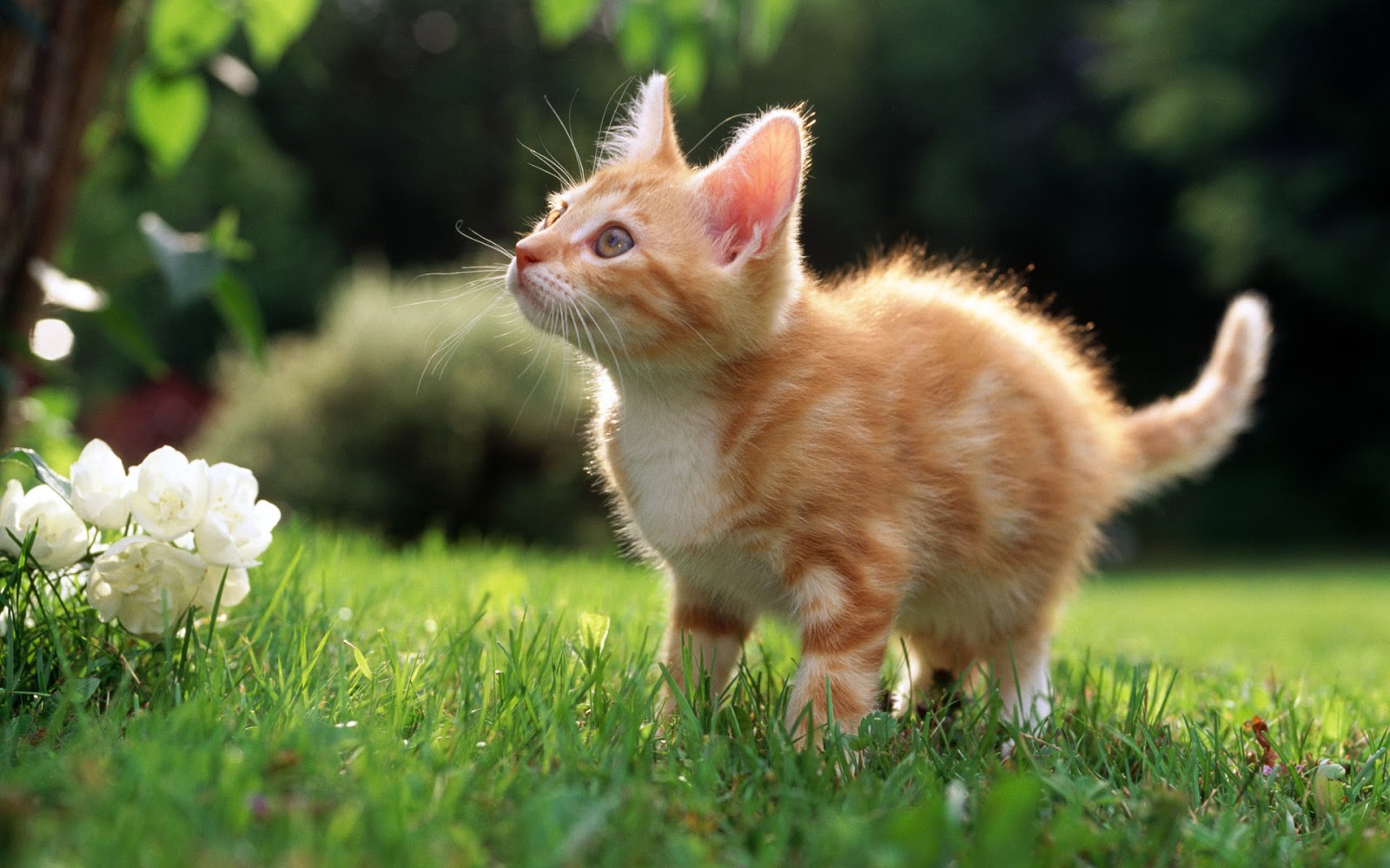 Cute kitty cat kittens | Pix Galleries