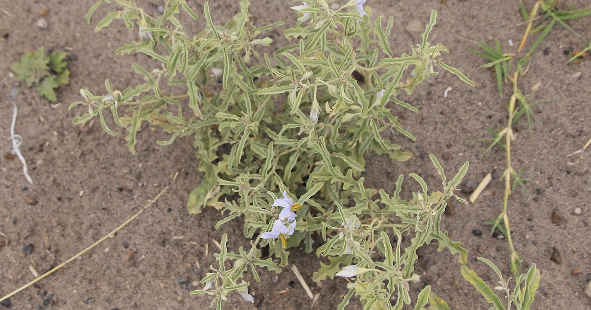 Flora Bonaerense: Quillo (Solanum eleagnifolium)