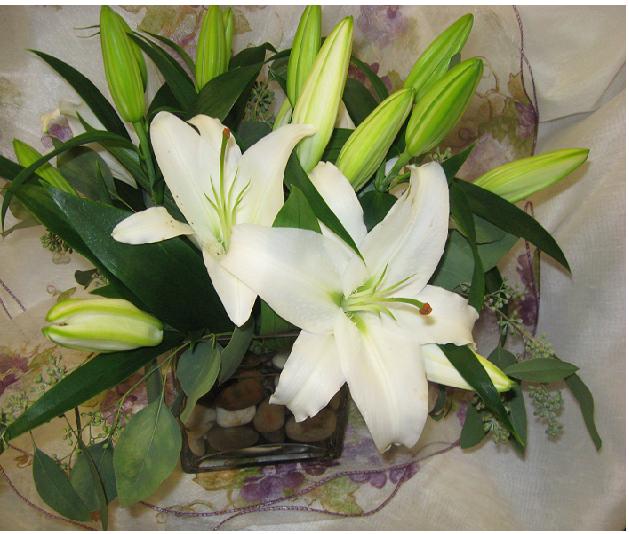 Christiani Sianturi: jenis-jenis bunga lily dari suku Liliaceae