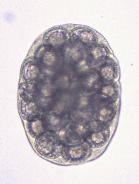 Noah's Animal Hospitals