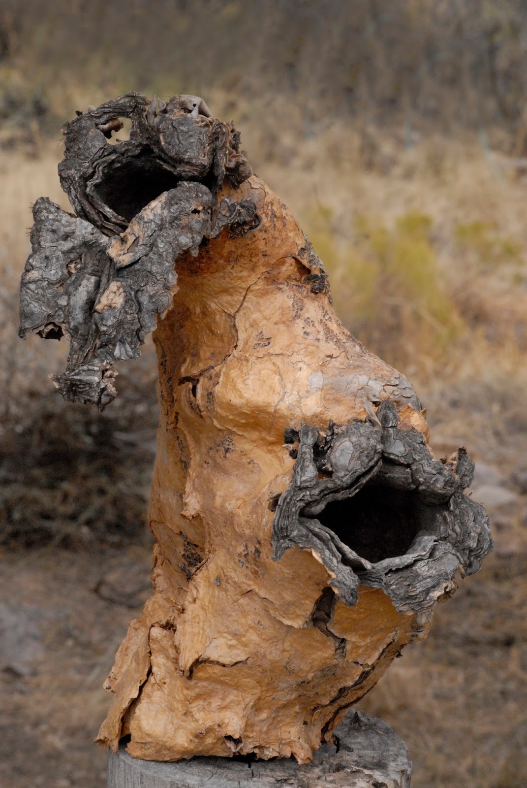 Woodpeckers of the World: A Saguaro Boot