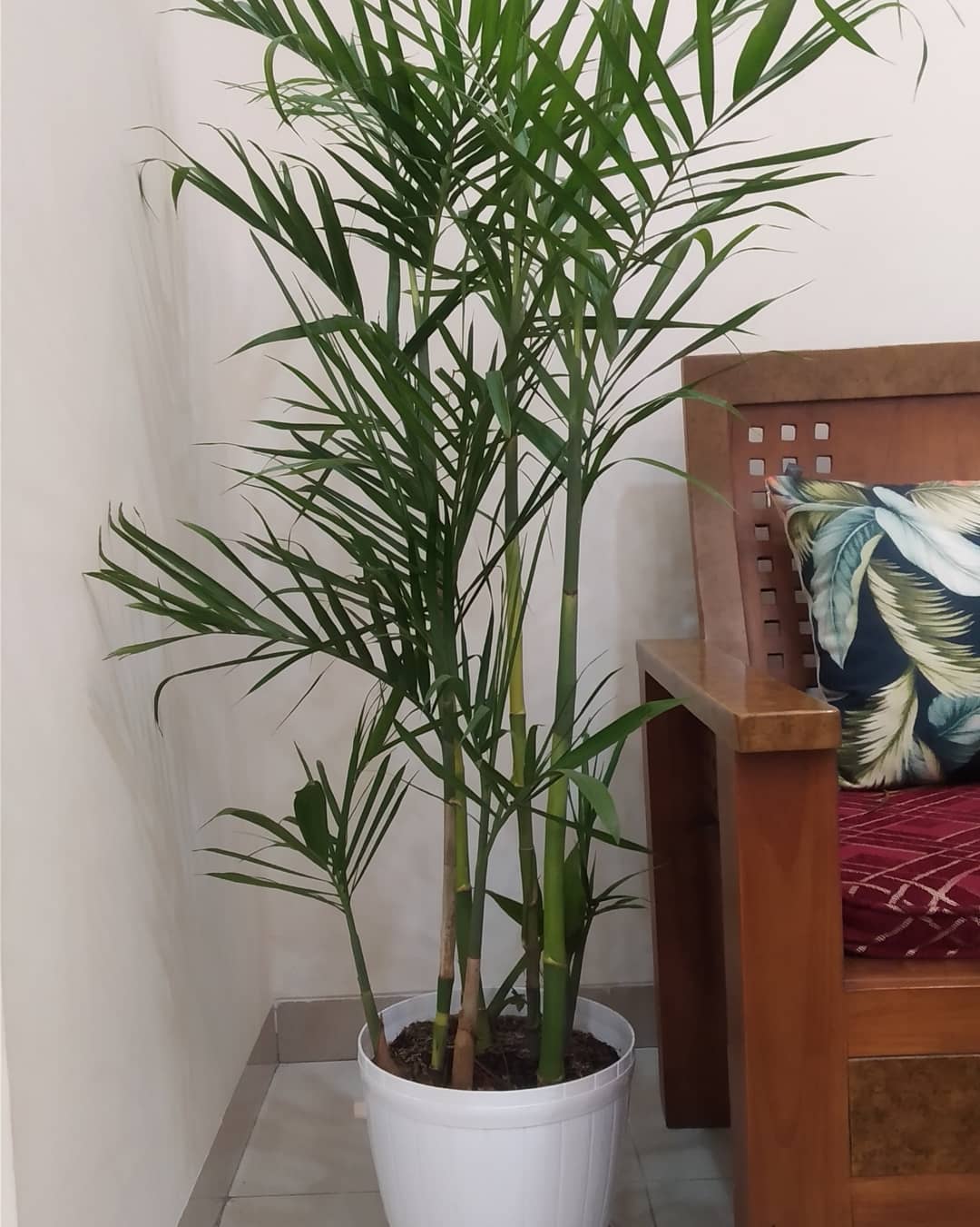 Info Terpopuler 25+ Gambar Palem Bambu