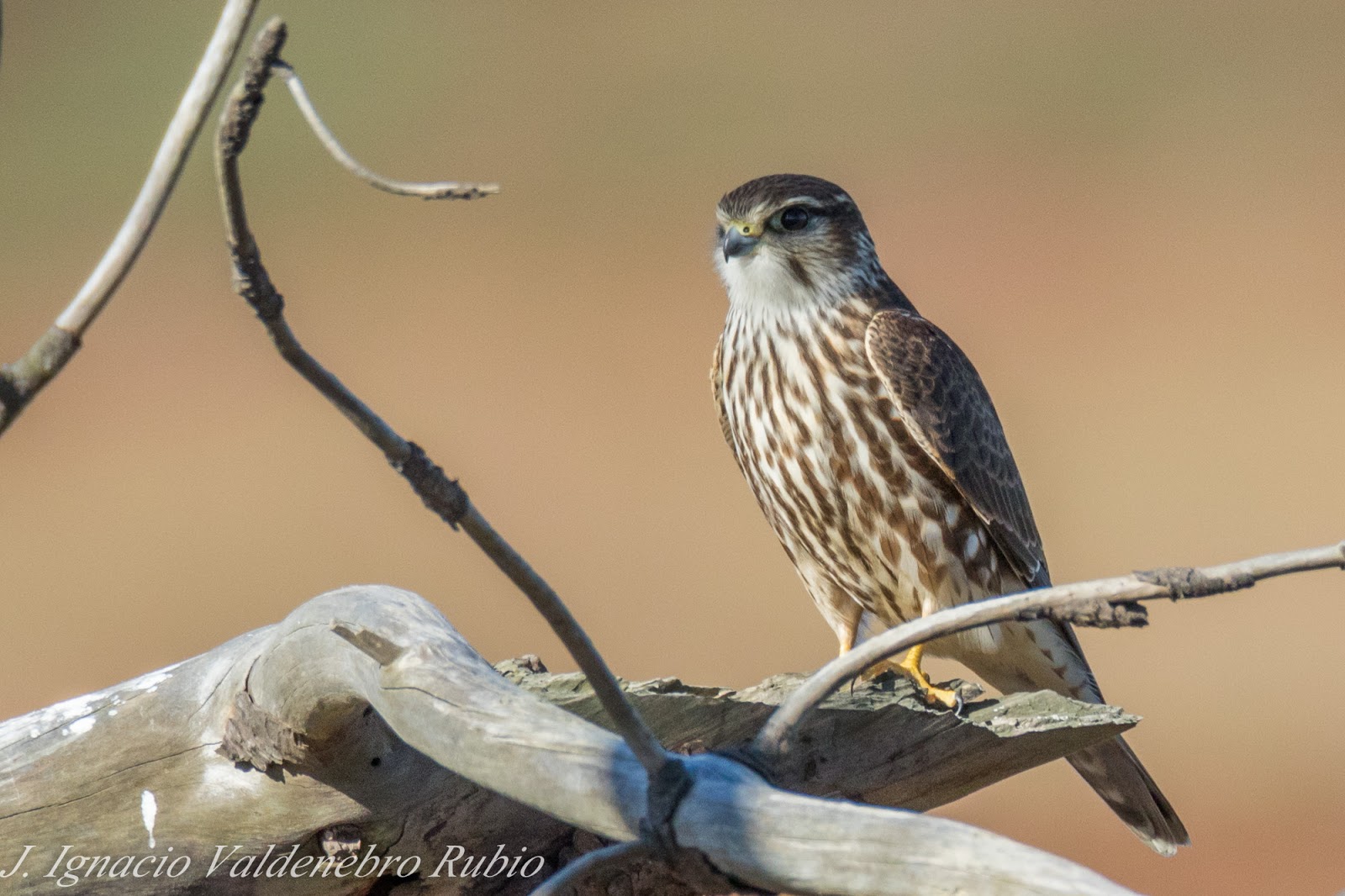 DocNatureBlog: El halcón más pequeño de Europa en Cabo Peñas. Esmerejón ...