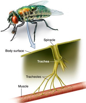 Senior Biology: Gas exchange in Animals