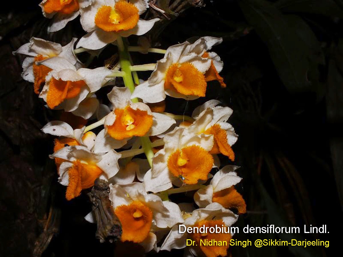 Medicinal Plants: Dendrobium densiflorum, Pineapple orchid