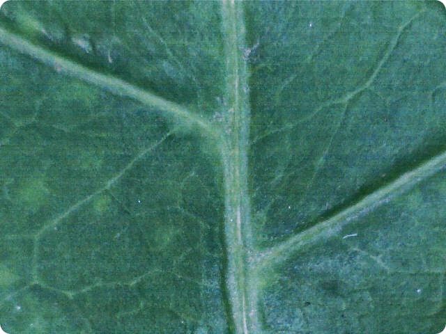 CULTIVODEPLANTASENPERU: TUTUMA (Crecentia cujete)