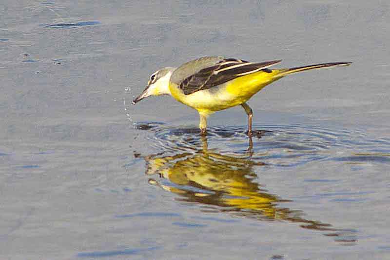 Ryukyu Life: 10 Photos of an Eastern Yellow Wagtail in Water