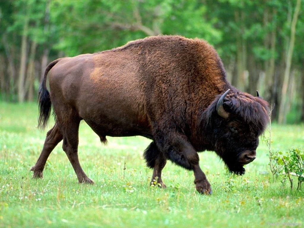 Bison Hewan Darat Terbesar | Dunia Binatang