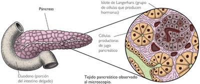 El pancreas: Función exocrina