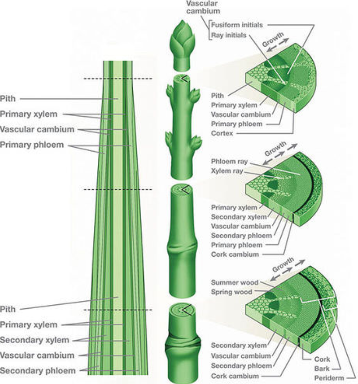 The Difference Between Primary and Secondary Growth Biology - Kim Thet ...