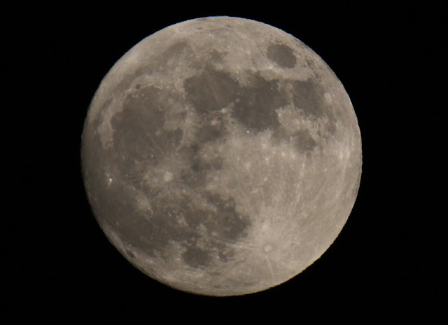 The Natural History of Bodega Head: June moon