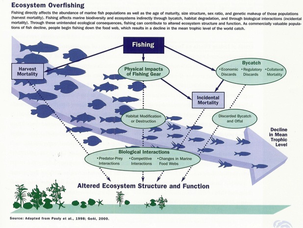 Overfishing: A global environmental issue that needs to be tackled.