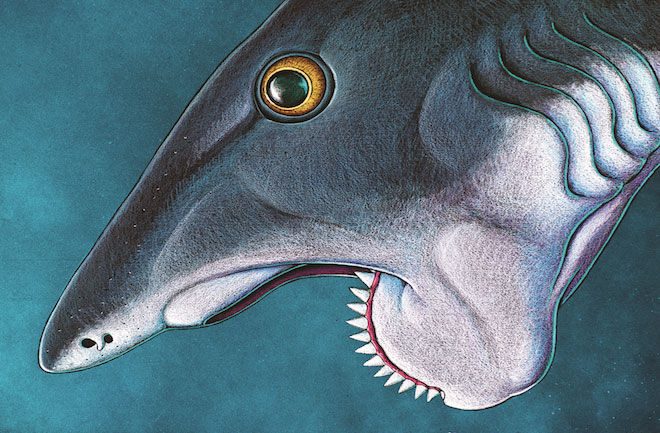 Prehistoric shark relative had buzz saw mouth - The Archaeology News ...