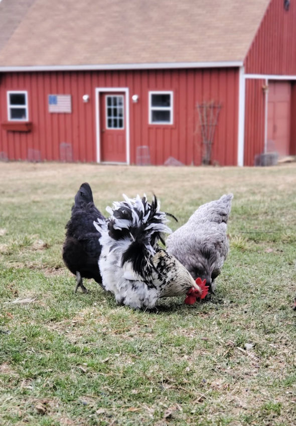 Hurricane and Storm Preparedness for Backyard Chickens - Fresh Eggs Daily®