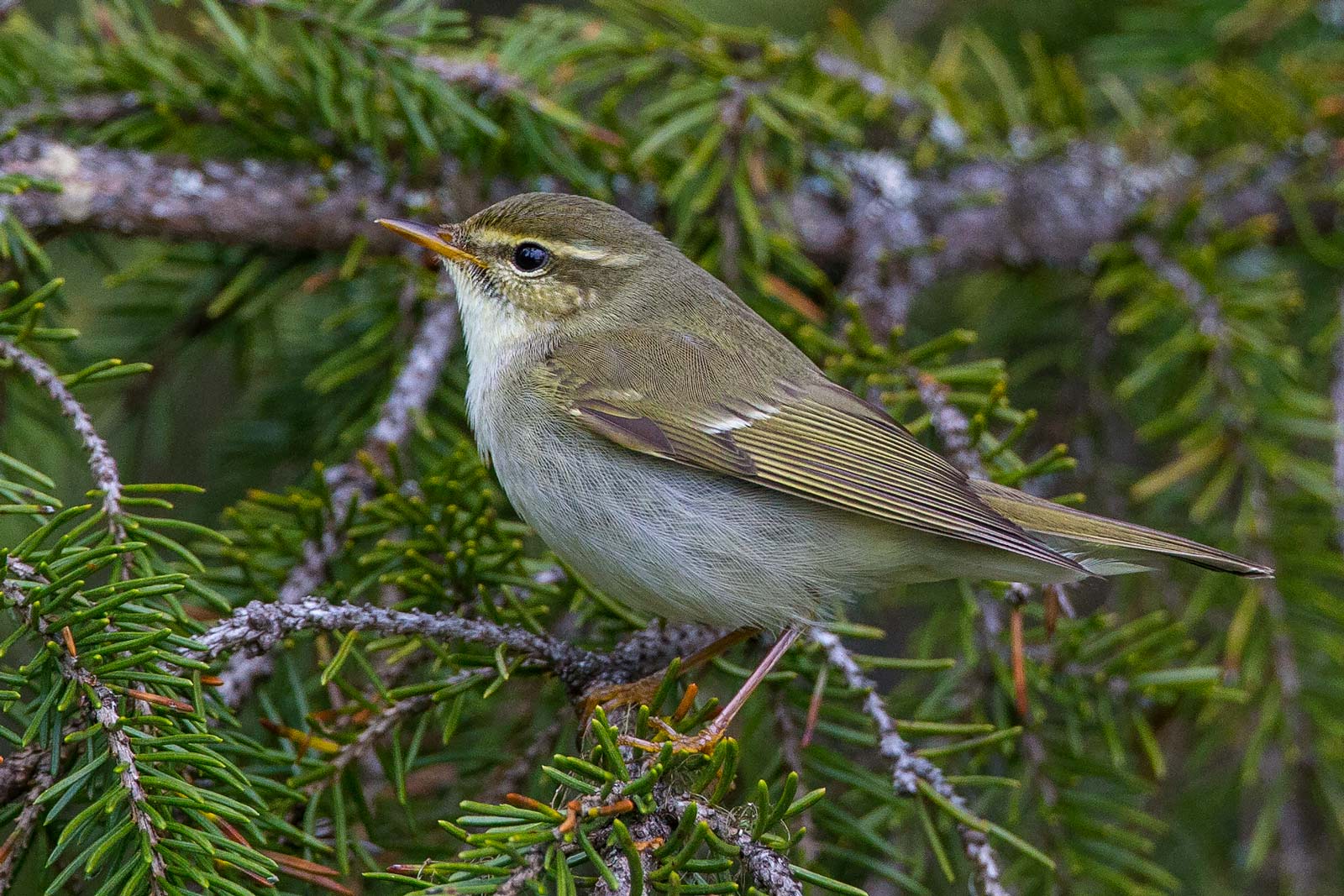 Arctic Warbler