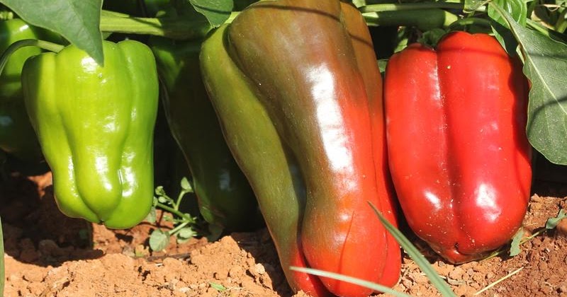 Menuda Natura: Capsicum annuum L.