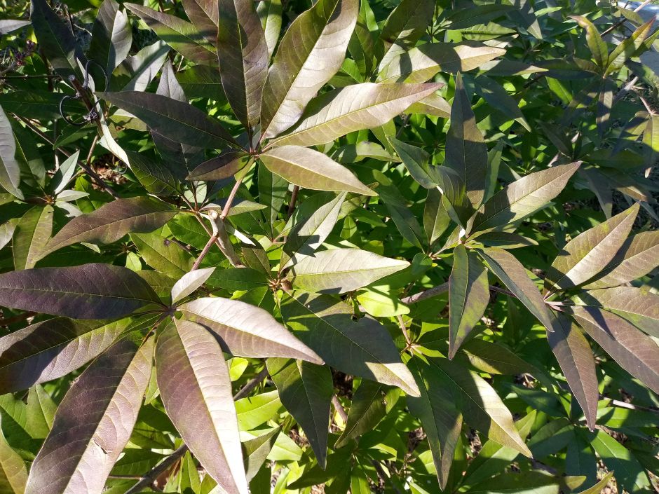 Future Plants by Randy Stewart: Vitex - the Chaste Tree family