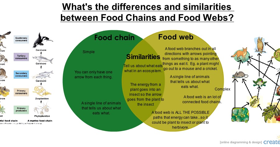 Decker's Dinosaurs Classroom Blog: Food Chains & Food Webs