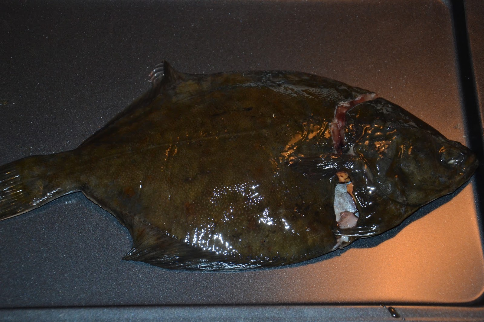 Oppdag Fisk!: Skrubbe/European Flounder/Platichthys Flesus (Saltvann)