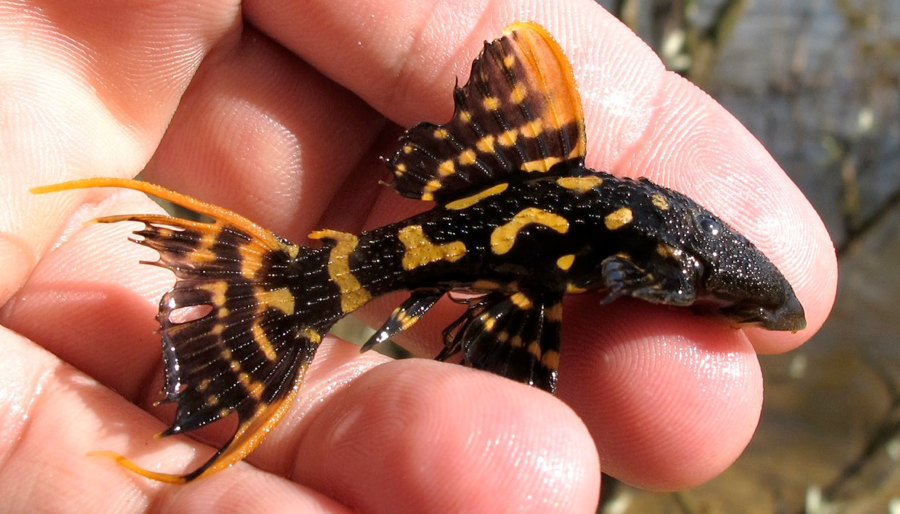 Jenis Ikan Sapu Sapu Hias Atau Pleco Beserta Harganya