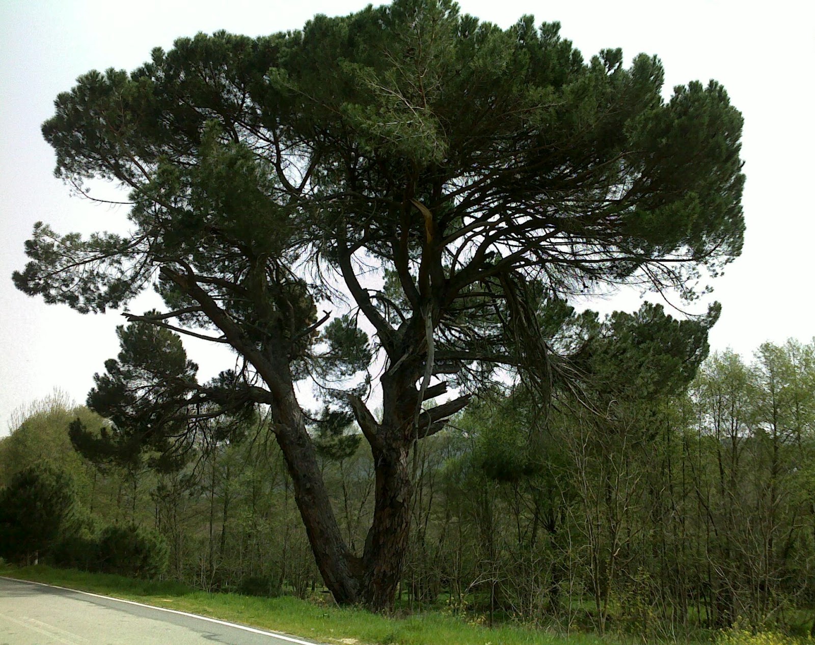 PEGASUS: Pinheiro-manso