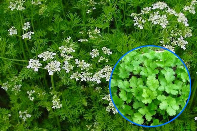 KORIJANDER je fini začin, ali i vrlo koristan lijek, osobito za žene ...