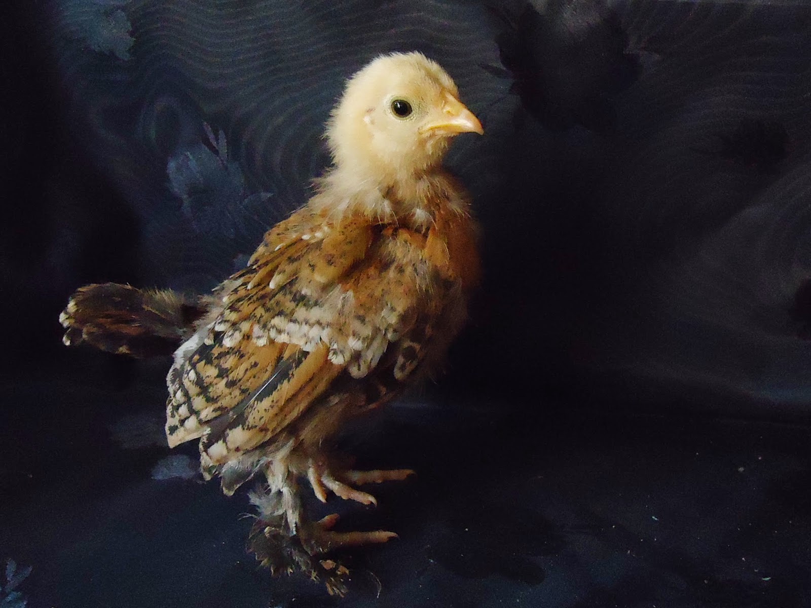 Just Chickens...: D'uccle Chick Update