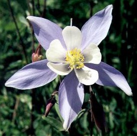 Bouquet of Columbines | RedGage