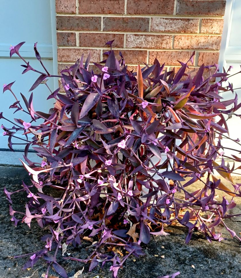 Future Plants by Randy Stewart: Setcreasea pallida ( Purple Heart )