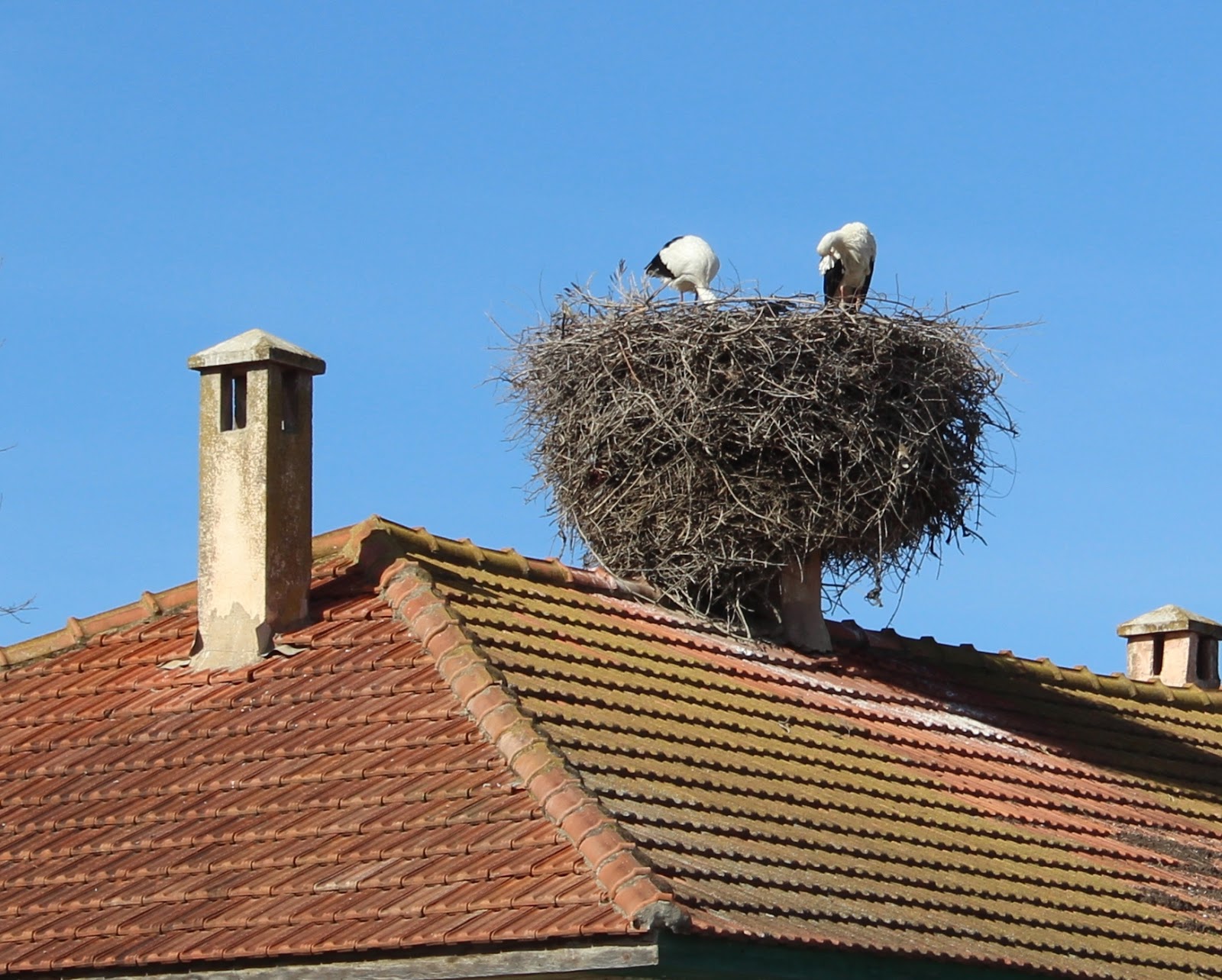 Souvenir Chronicles: VOLUBILIS, MOROCCO