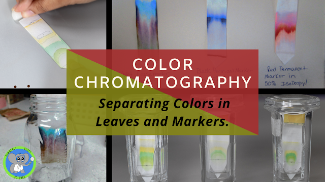 Leaf Chromatography Experiment