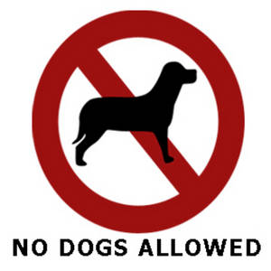 Willowynd Ranch Vizslas & Bird Dog Training: No Dogs Allowed - who's ...
