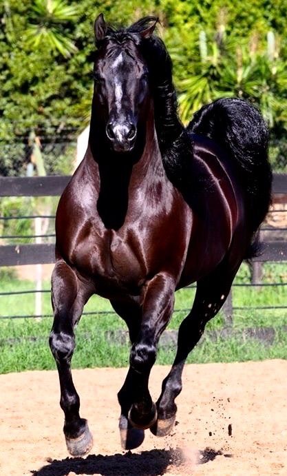 Cavalos | Belas Imagens de Cavalos