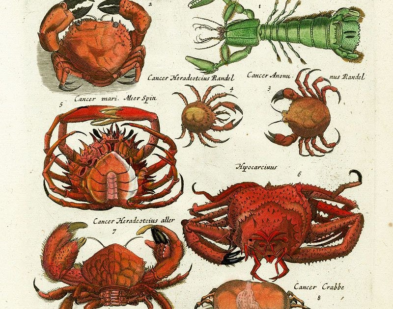 Crustáceos: conceptos básicos.