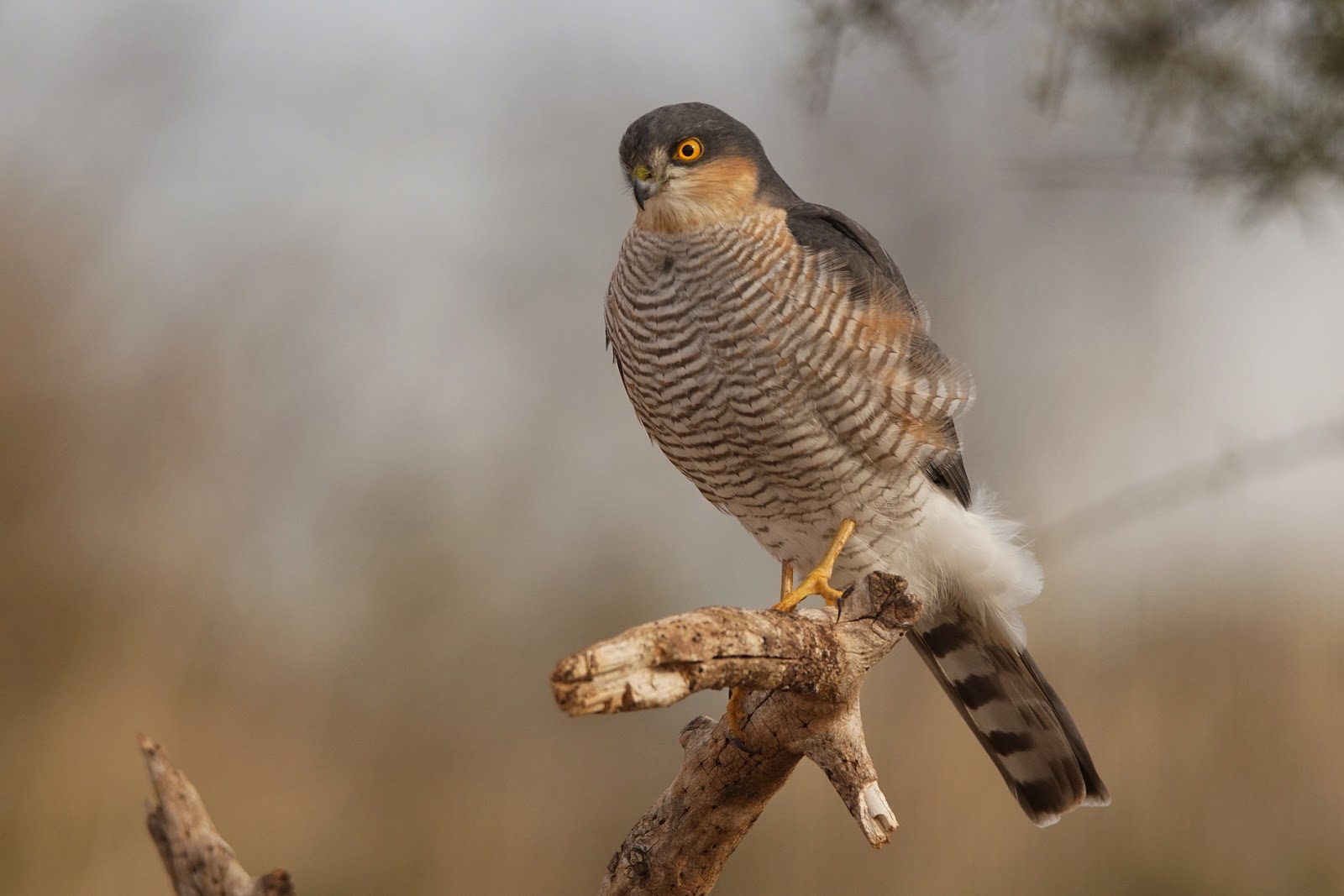 Pasión por las aves: Gavilán común,(Accipiter nisus)