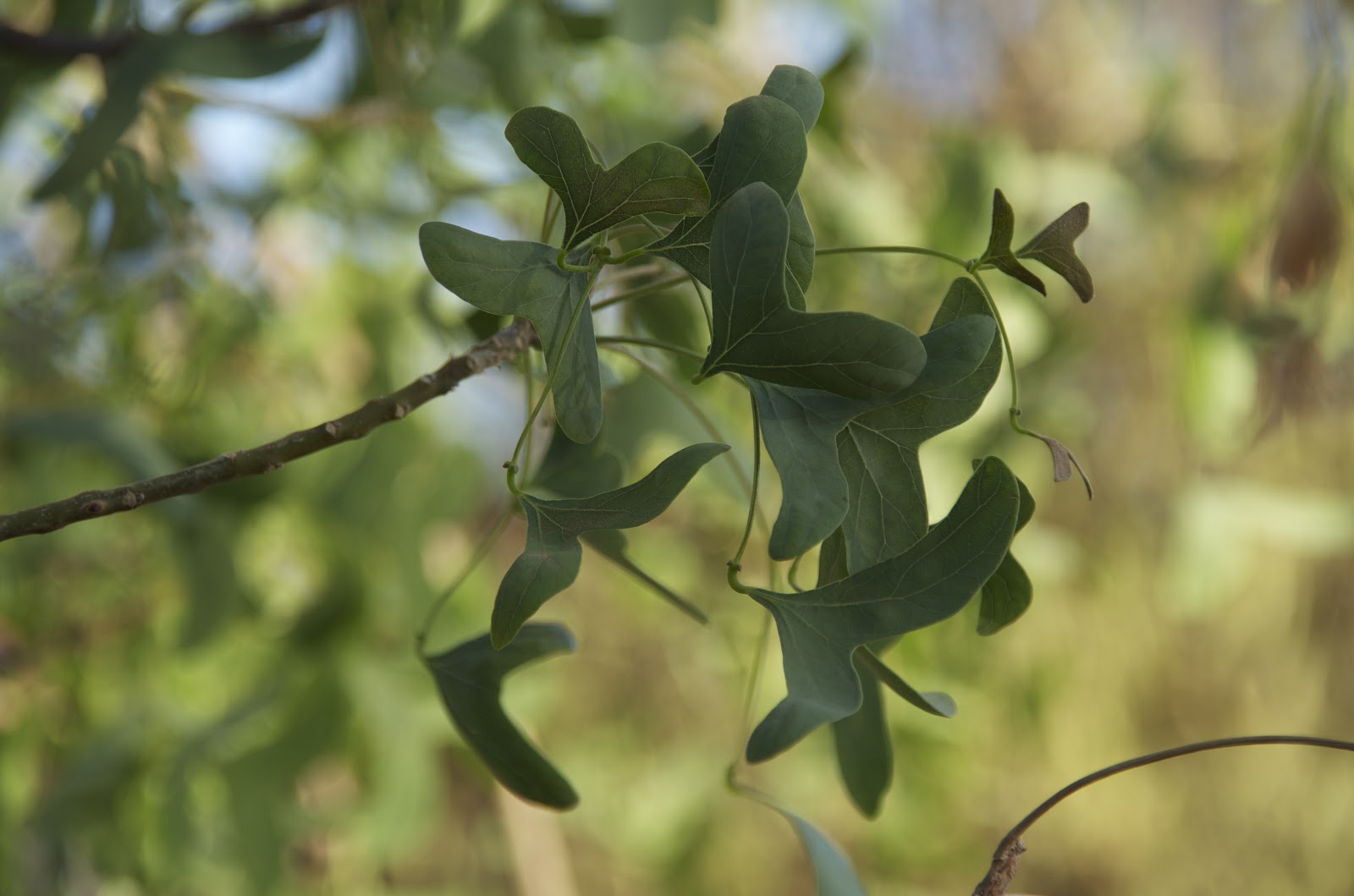 Scatterlings: Batwing Coral Tree ~ Erythrina vespertilio